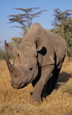 Viagem à volta da Vida: Rinoceronte